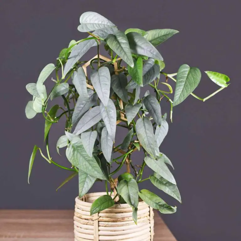 Cebu Blue Pothos (Epipremnum pinnatum) - The Contented Plant