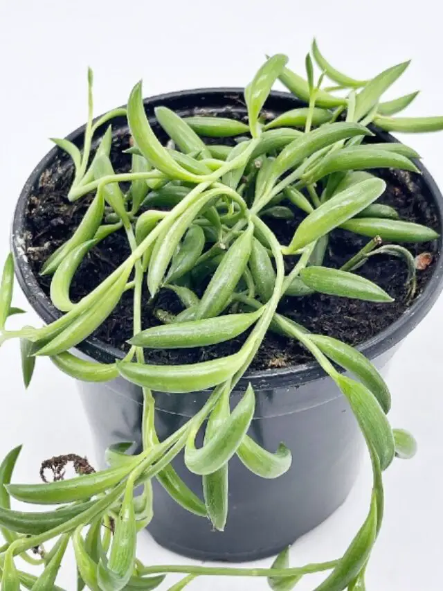 How to care for the String of Bananas plant - The Contented Plant