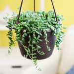 The Charming String of Bananas Plant - The Contented Plant