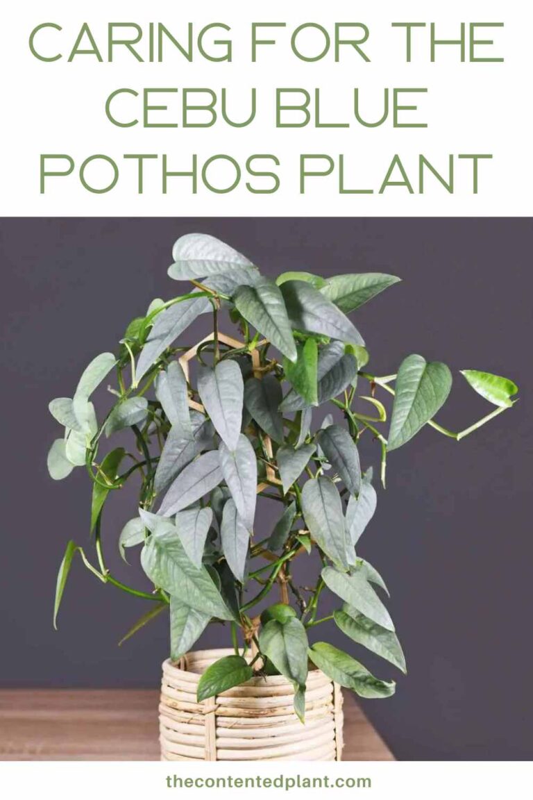 Cebu Blue Pothos (Epipremnum pinnatum) - The Contented Plant