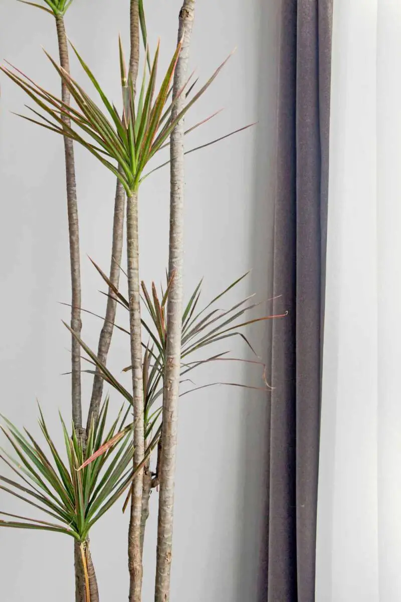 Growing and Caring for Dracaena Marginata - The Contented Plant