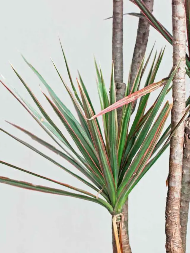 The Dracaena Marginata Tree - The Contented Plant