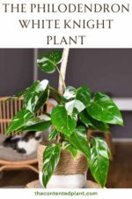 Philodendron White Knight - The Contented Plant