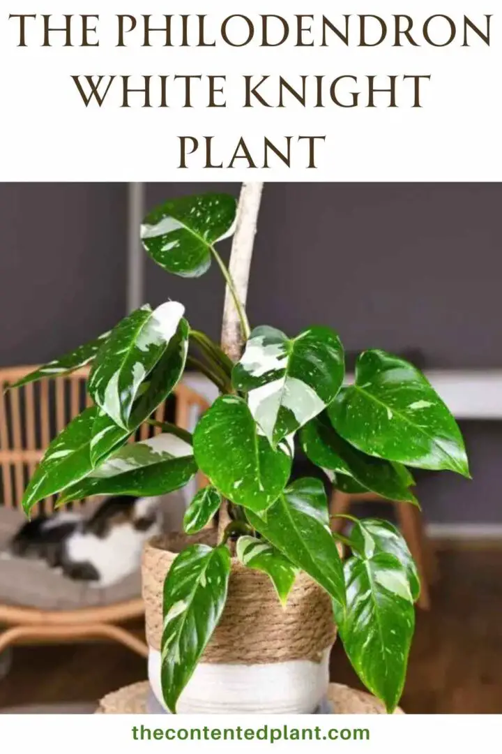 Philodendron White Knight - The Contented Plant