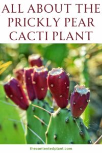 Prickly Pear Cacti: - The Contented Plant