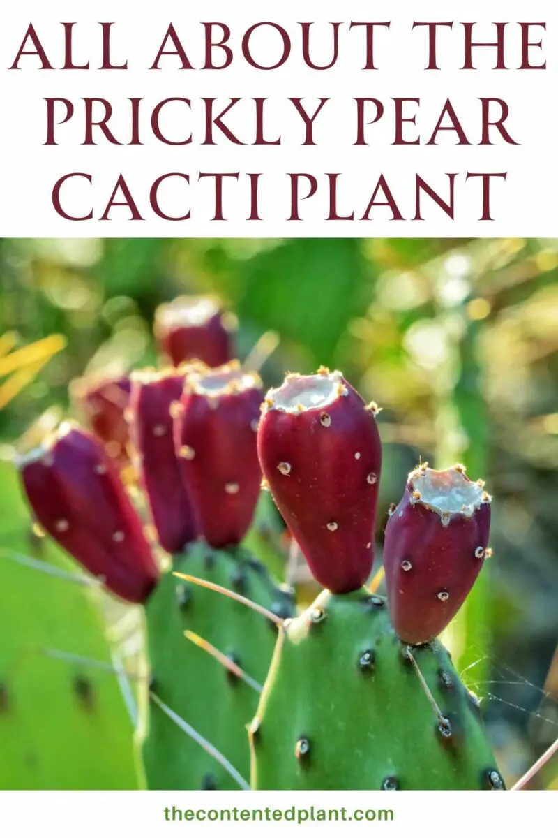 Prickly Pear Cacti: - The Contented Plant