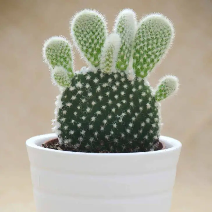 Bunny Ear Cactus - The Contented Plant