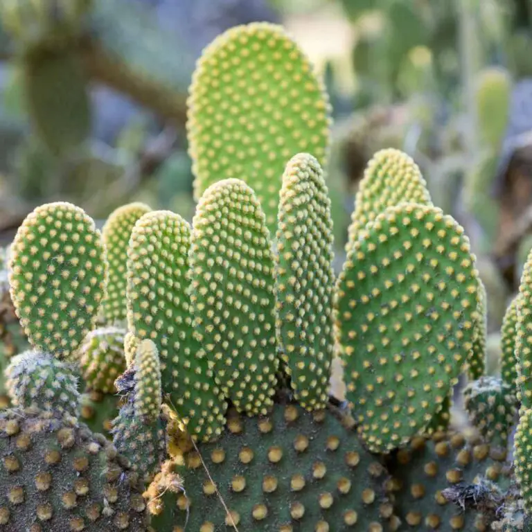 Bunny Ear Cactus - The Contented Plant