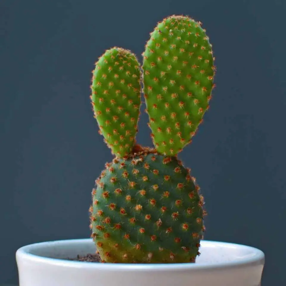 5 Fantastic Cactus Species for Your Home - The Contented Plant