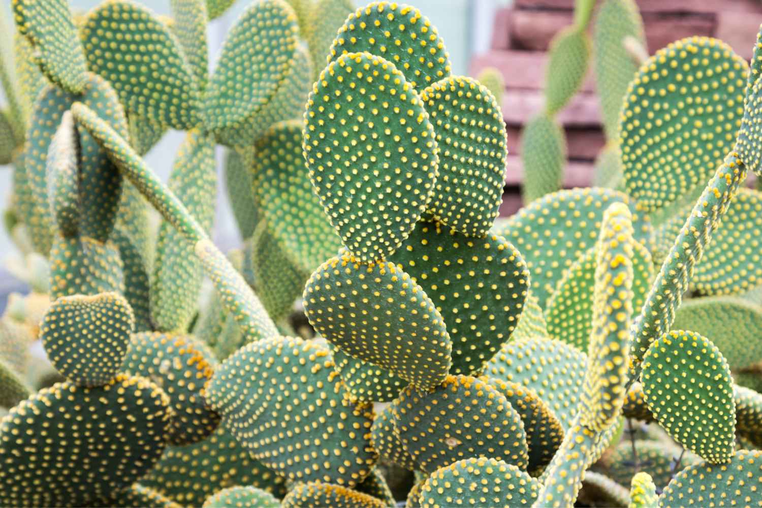 Bunny Ear Cactus - The Contented Plant