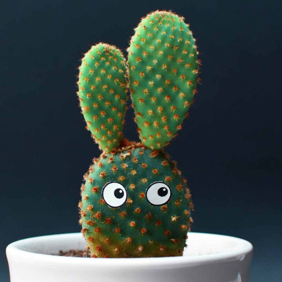 Prickly Pear Cacti: - The Contented Plant