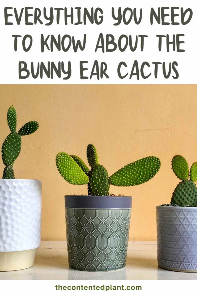 Bunny Ear Cactus - The Contented Plant