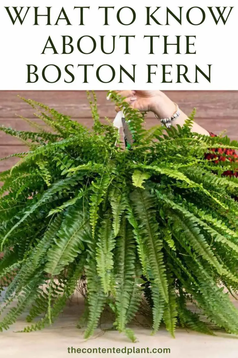 Boston Fern Plant Profile and Care guide - The Contented Plant