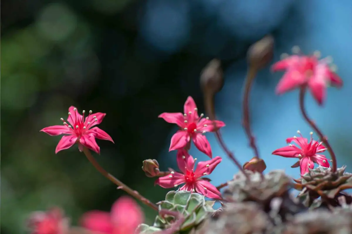 Echeveria Plants: Why We Love them - The Contented Plant