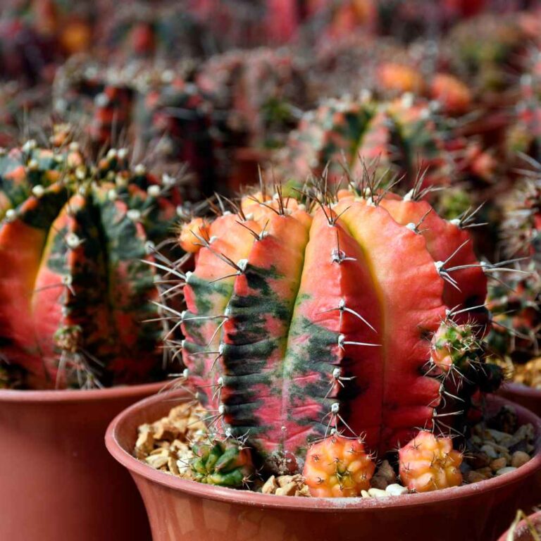 Moon Cactus Care And Propagation - The Contented Plant