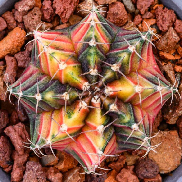 Moon Cactus Care And Propagation - The Contented Plant
