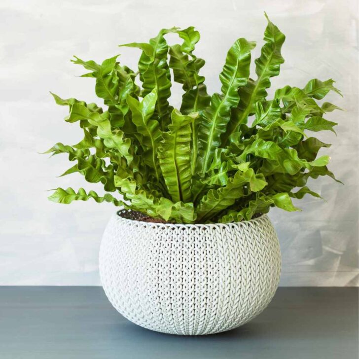 Birds Nest Fern - The Contented Plant