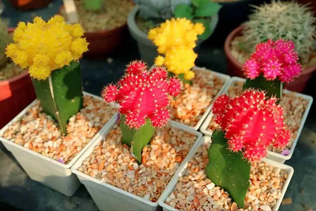Moon Cactus Care And Propagation - The Contented Plant