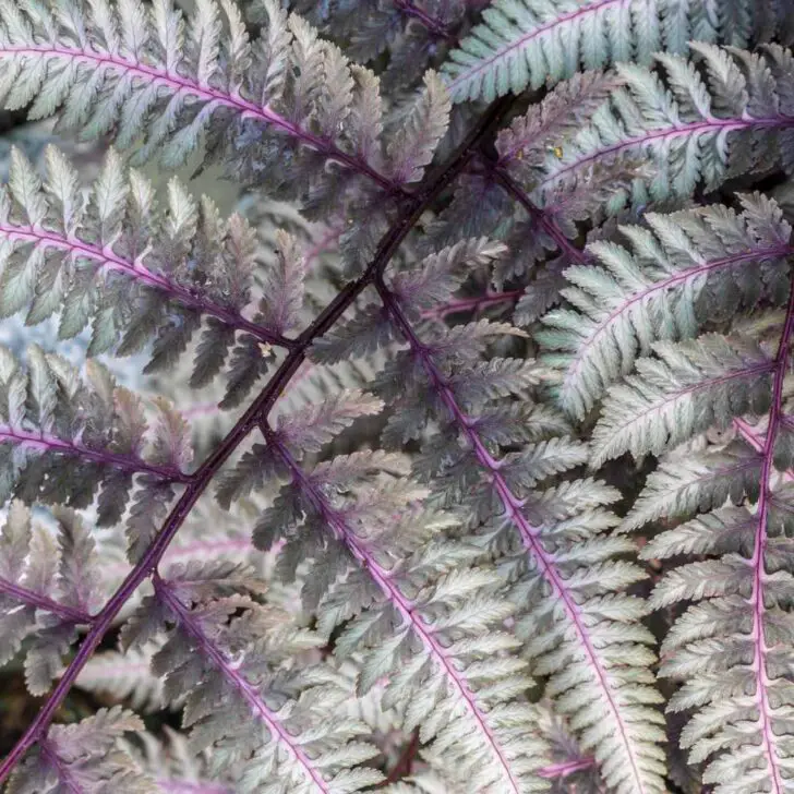 Japanese Painted Fern Care - The Contented Plant