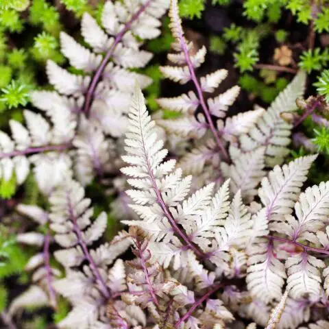 Japanese Painted Fern Care - The Contented Plant