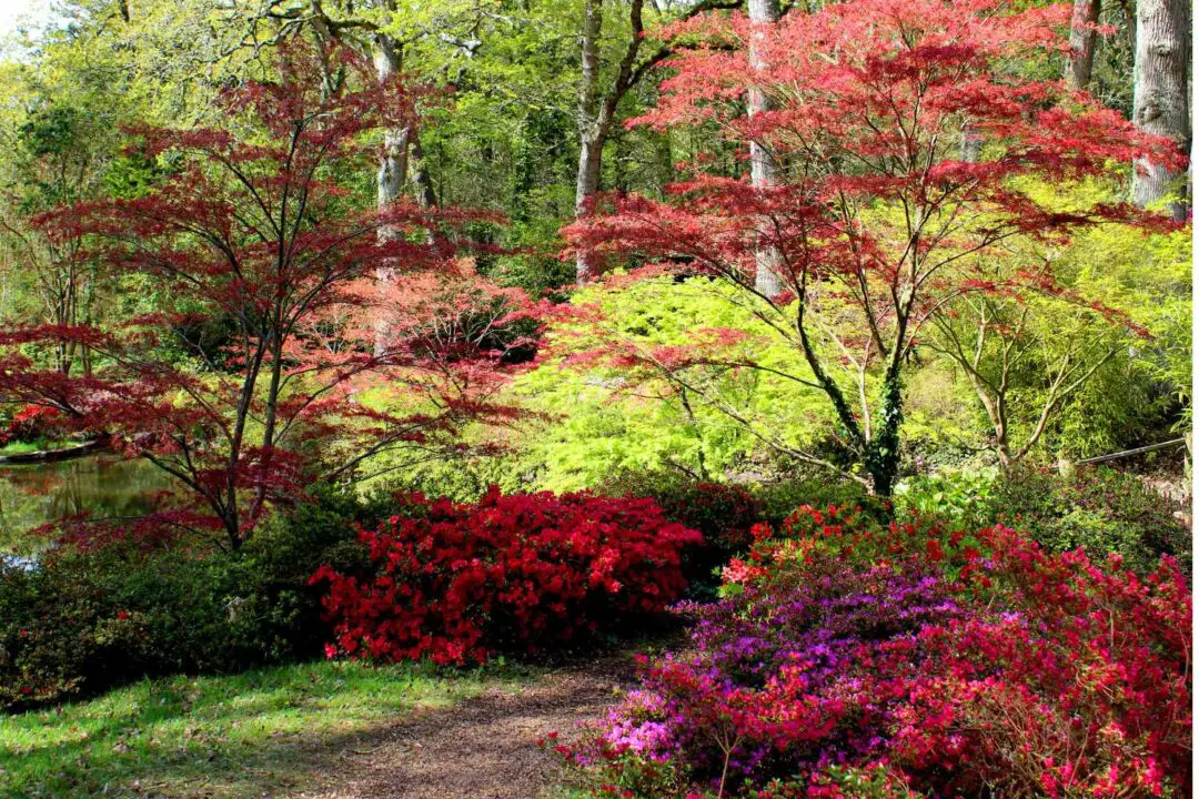 Designing An Enchanting Woodland Garden - The Contented Plant