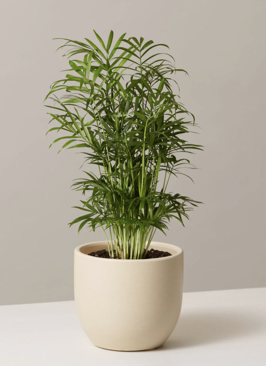 Bamboo Palm Profile and Care Guide - The Contented Plant