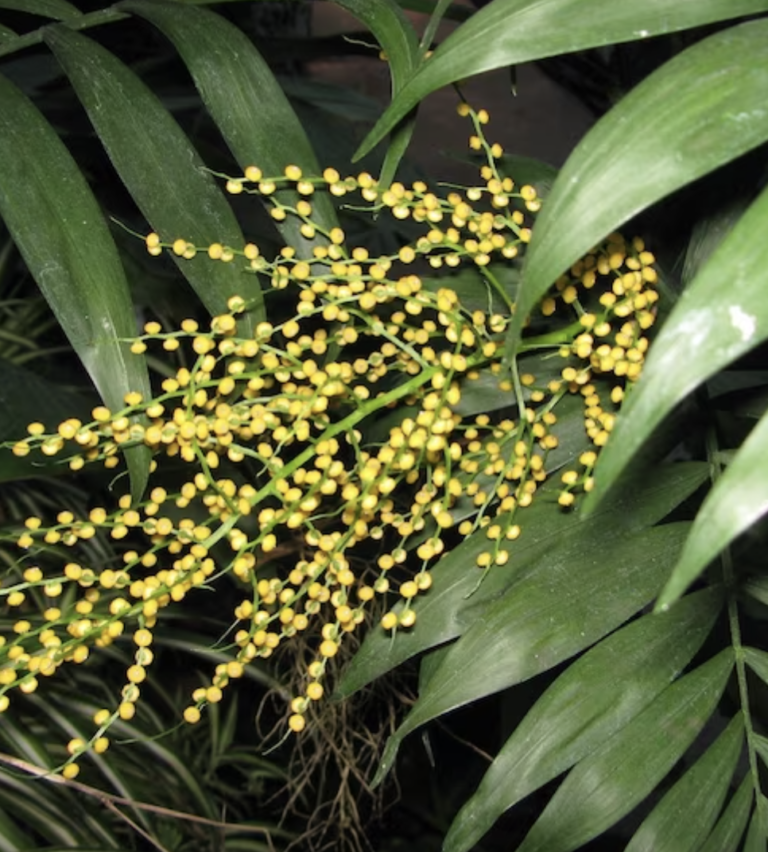 Bamboo Palm Profile and Care Guide - The Contented Plant