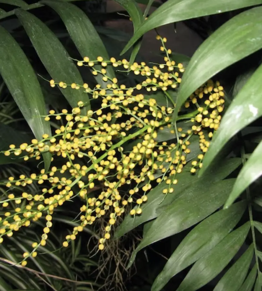 Bamboo Palm Profile and Care Guide - The Contented Plant