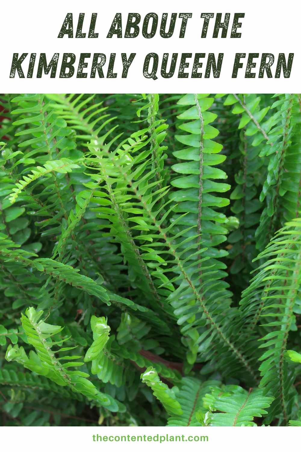 Kimberly Queen Fern Care Guide - The Contented Plant