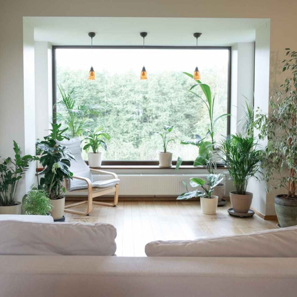 Bamboo Palm Profile and Care Guide - The Contented Plant
