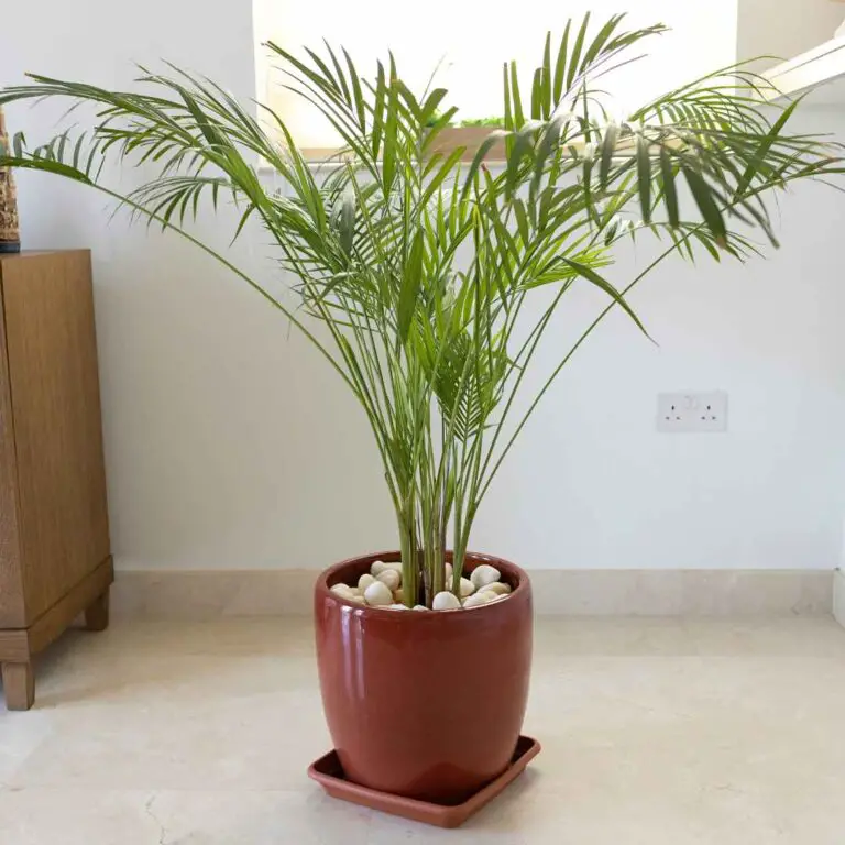 Bamboo Palm Profile and Care Guide - The Contented Plant