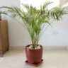 Bamboo Palm Profile and Care Guide - The Contented Plant