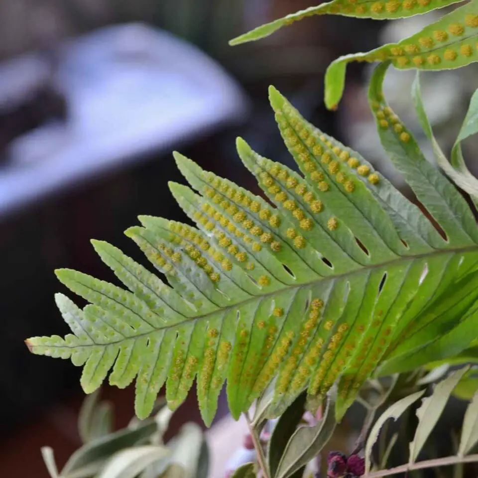 Kimberly Queen Fern Care Guide - The Contented Plant