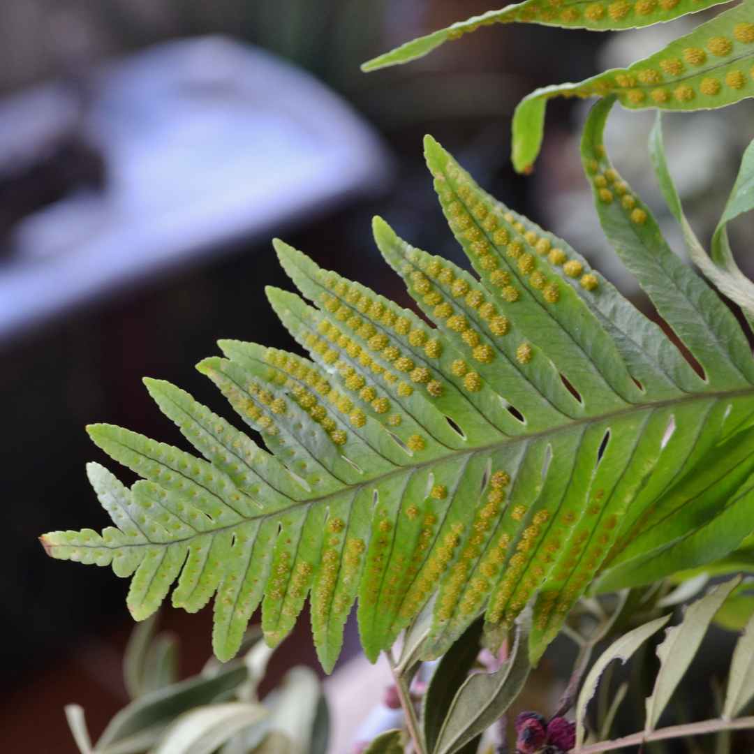 Kimberly Queen Fern Care Guide - The Contented Plant