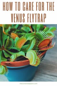 Venus Flytrap Care Guide - The Contented Plant
