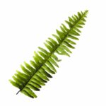 Kimberly Queen Fern Care Guide - The Contented Plant