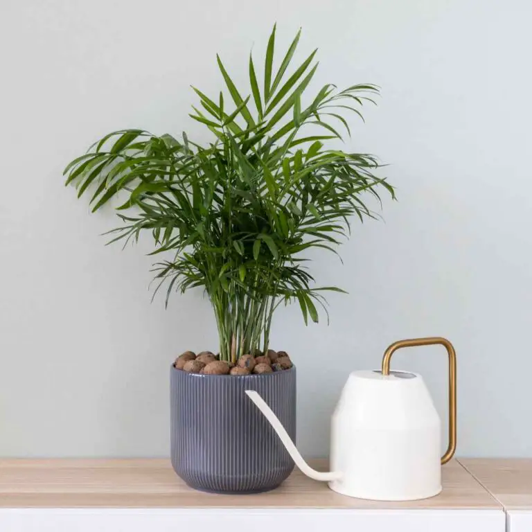 Venus Flytrap Care Guide - The Contented Plant