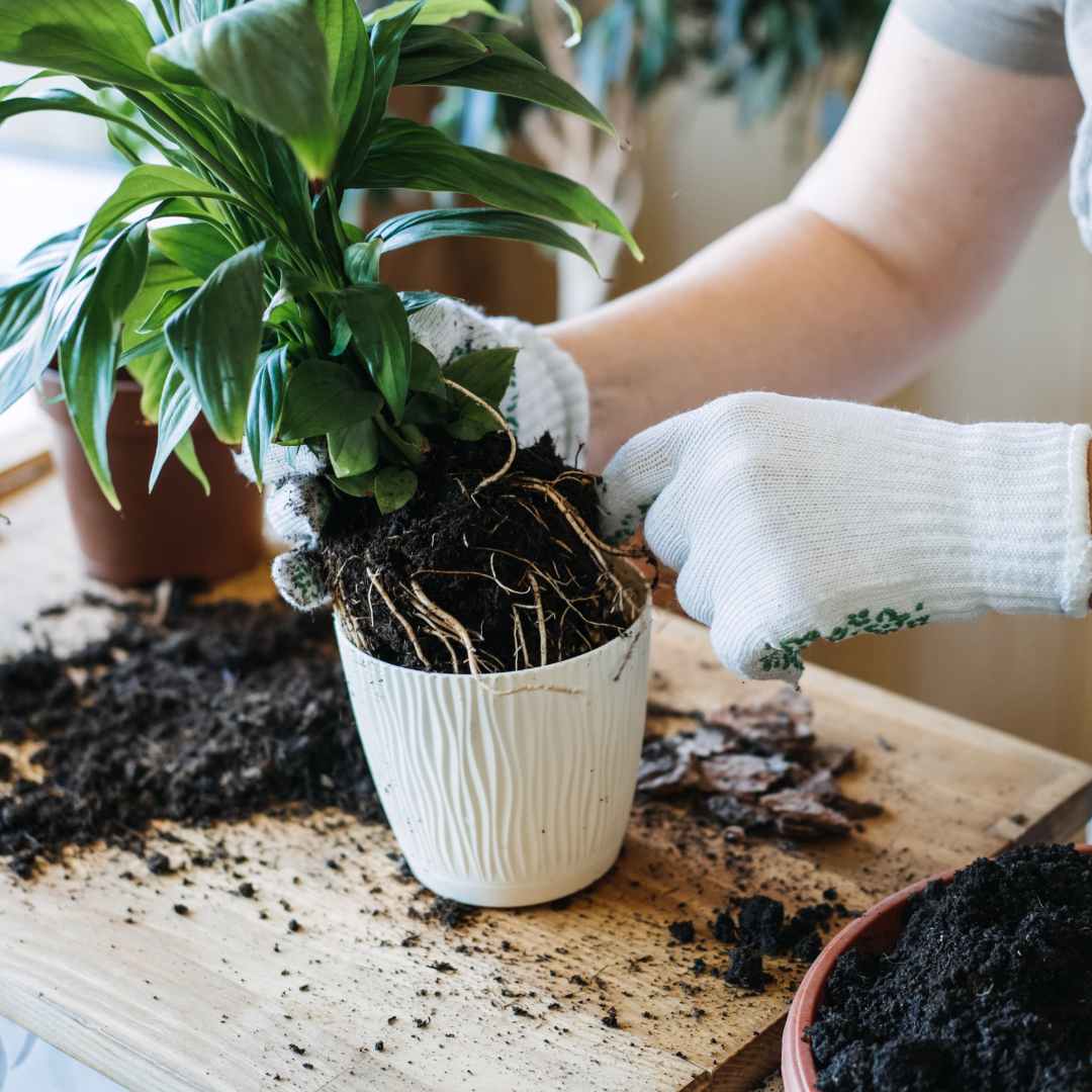Signs That Your Houseplant Needs to be Repotted - The Contented Plant