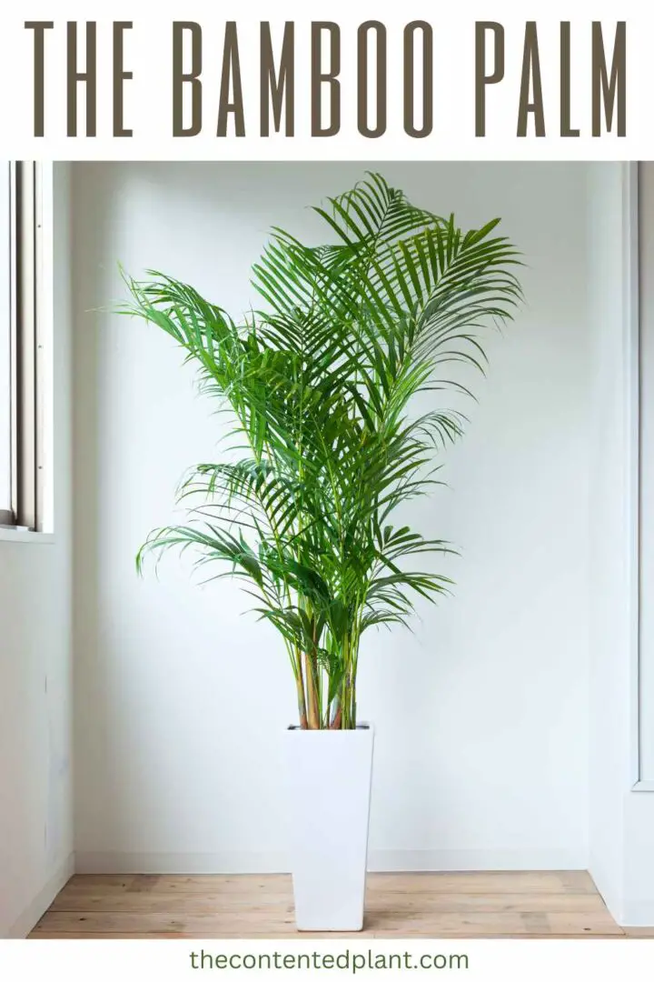 Bamboo Palm Profile and Care Guide - The Contented Plant
