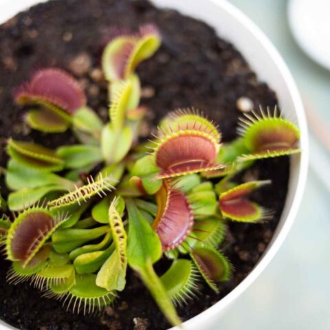 Venus Flytrap Care Guide - The Contented Plant