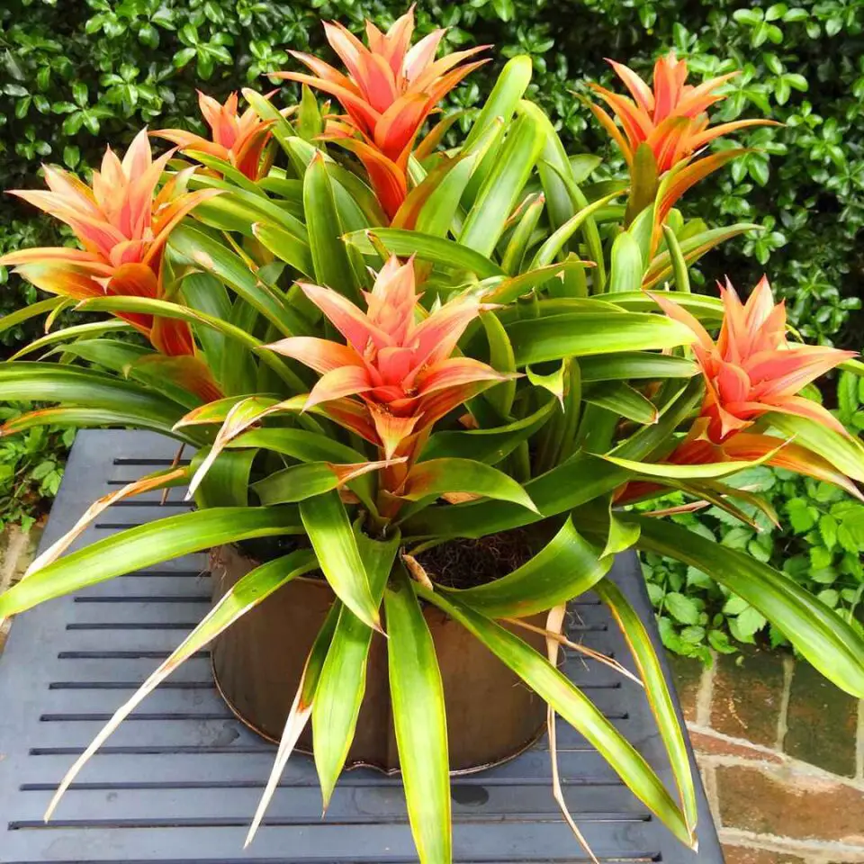 Bromeliad Care Guide and Profile - The Contented Plant
