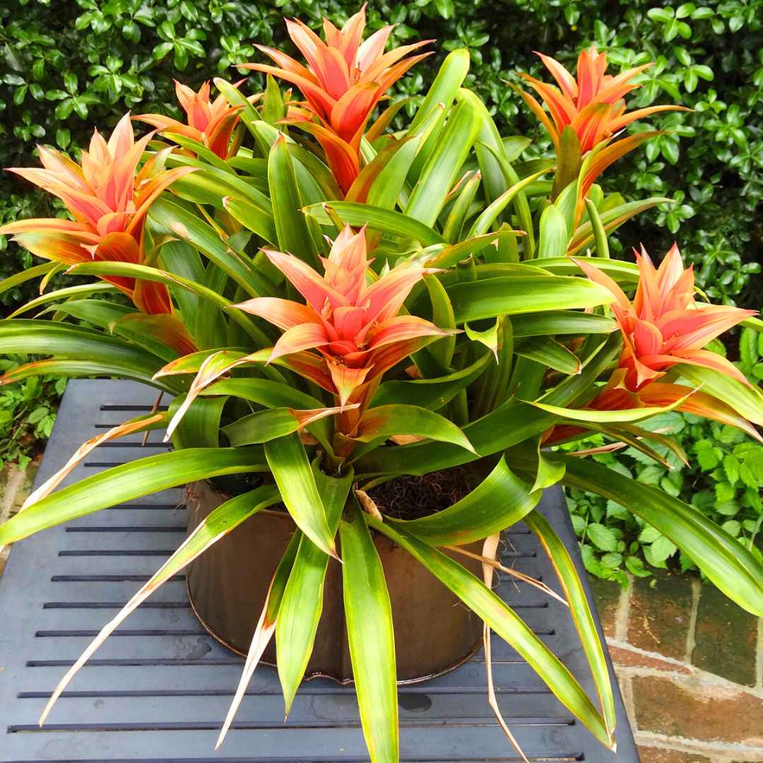 Bromeliad Care Guide and Profile - The Contented Plant