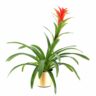 Bromeliad Care Guide and Profile - The Contented Plant