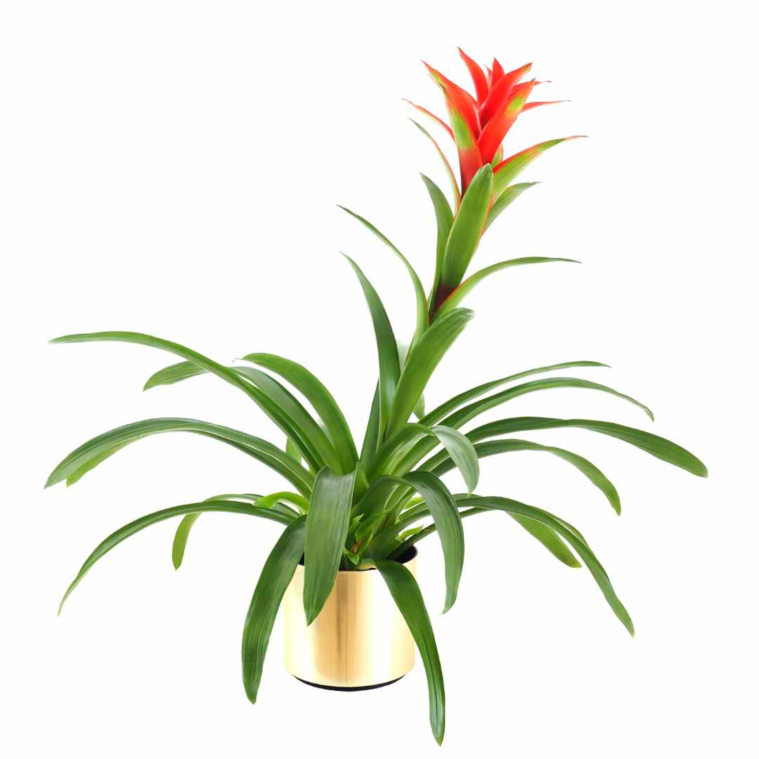 Bromeliad Care Guide and Profile - The Contented Plant