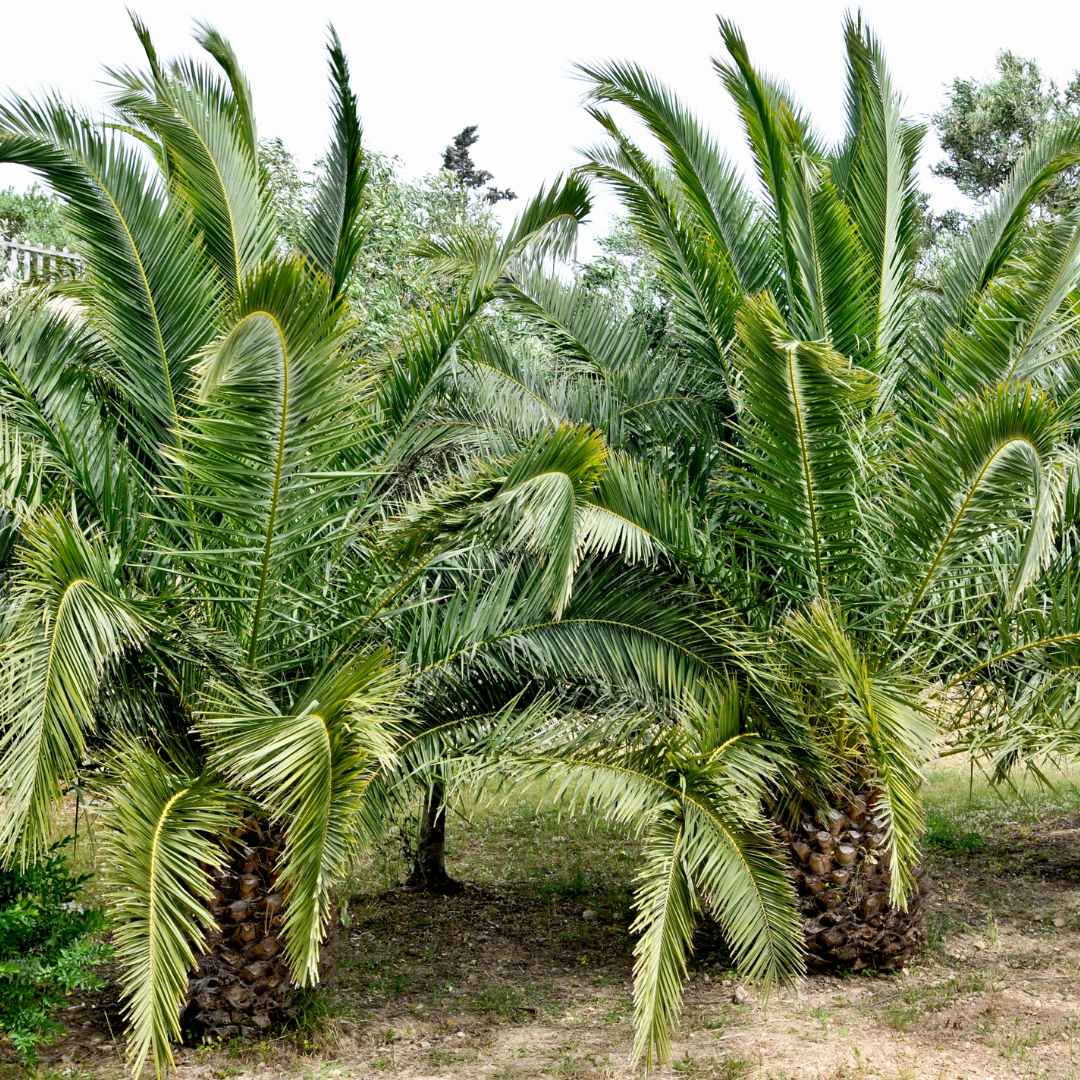 Pygmy Date Palm Trees - The Contented Plant