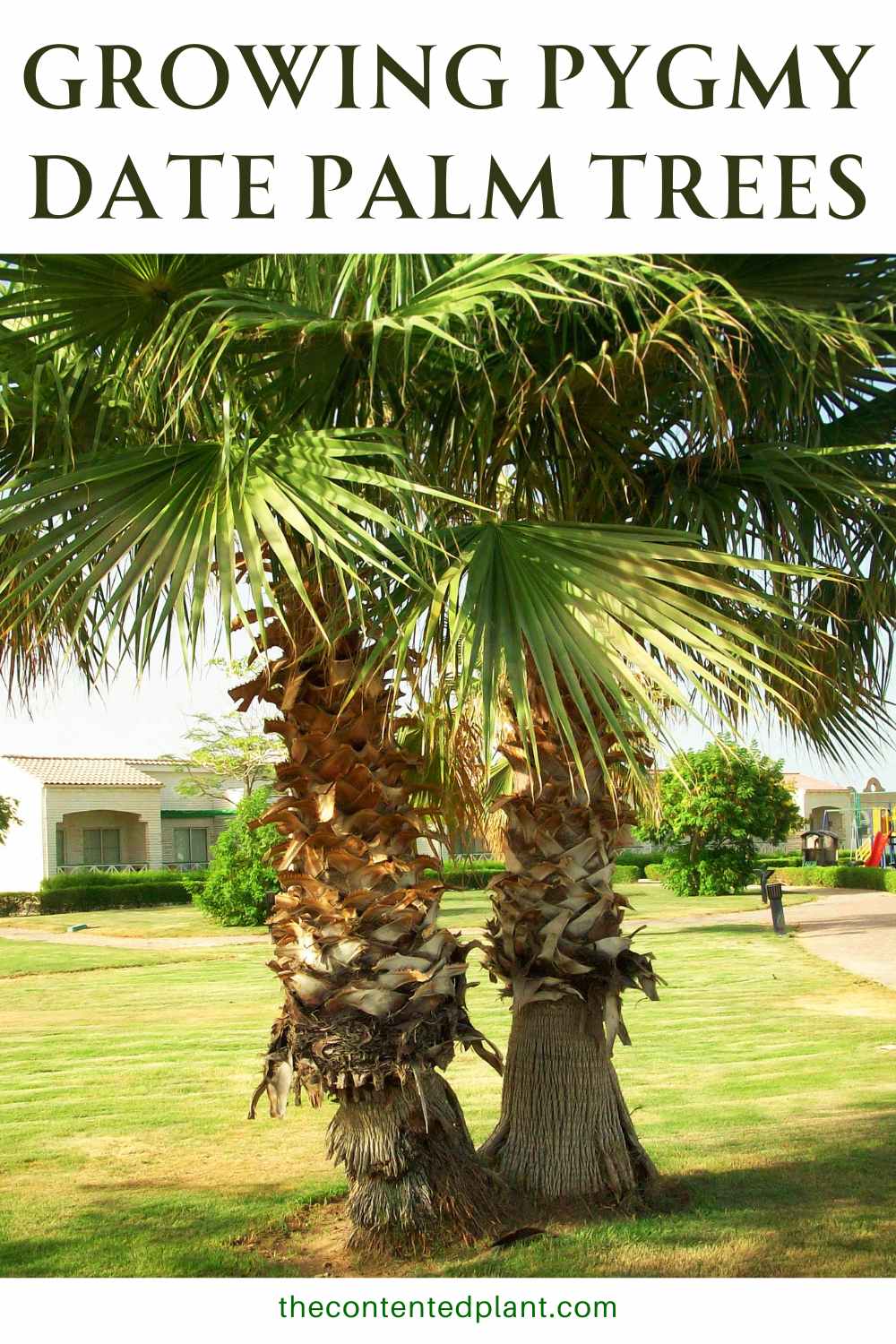 Pygmy Date Palm Trees - The Contented Plant